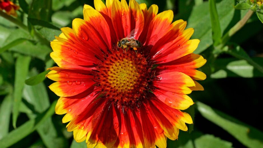 15 Plants That Provide Essential Nectar for Pollinators in Fall