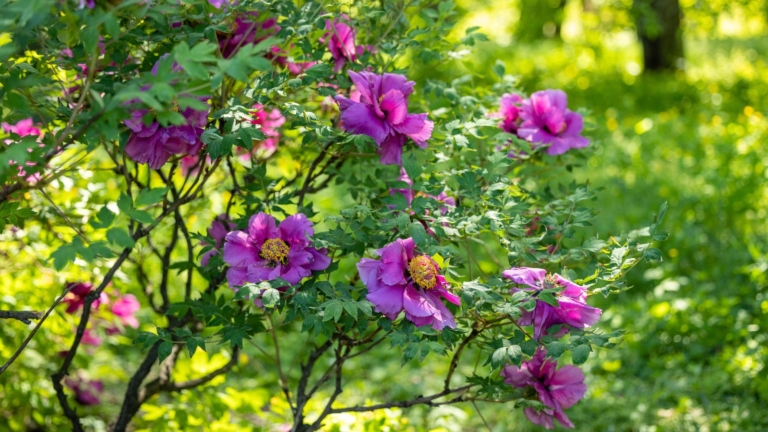How to Prune Peonies in 7 Steps
