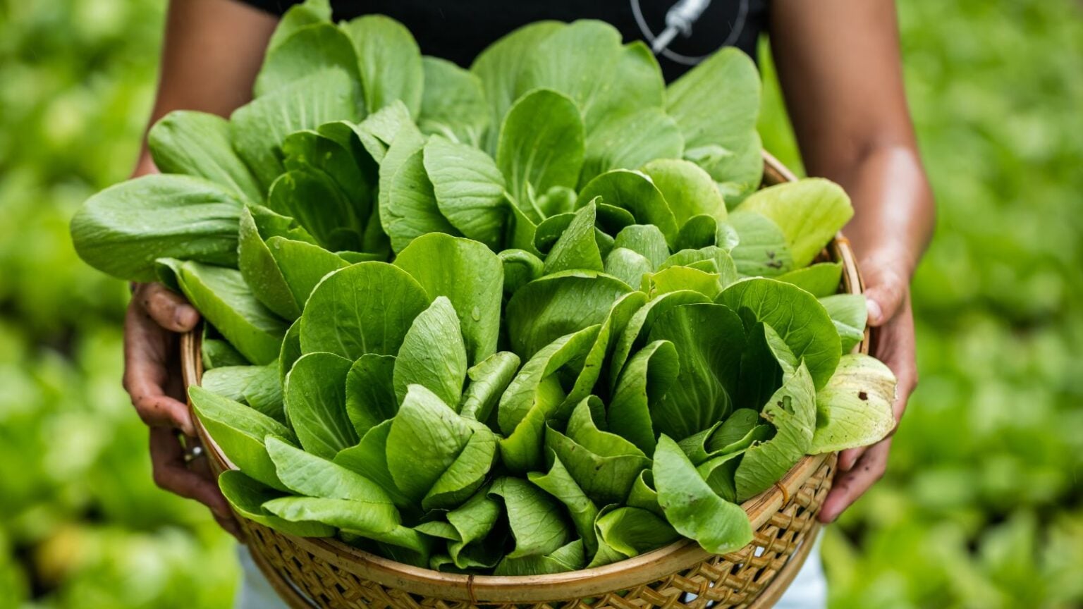 15 Vegetables that Grow in Sun and Shade
