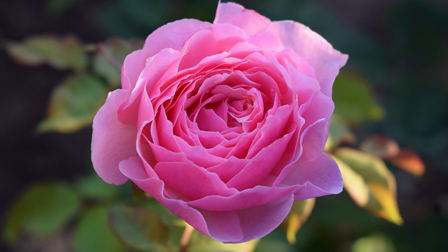 15 Most Popular Roses of All Time