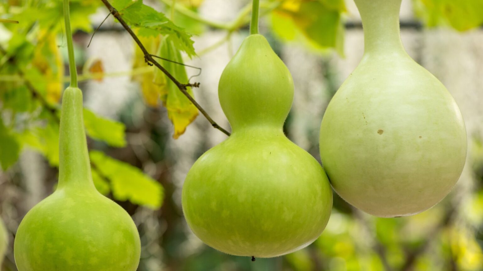 33 Asian Vegetables, Herbs, and Spices You Should Grow