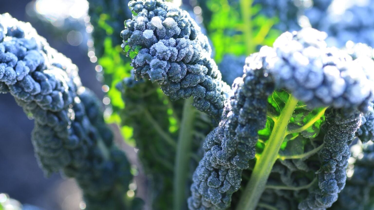 13 Varieties of Ornamental Kale For Your Fall Containers