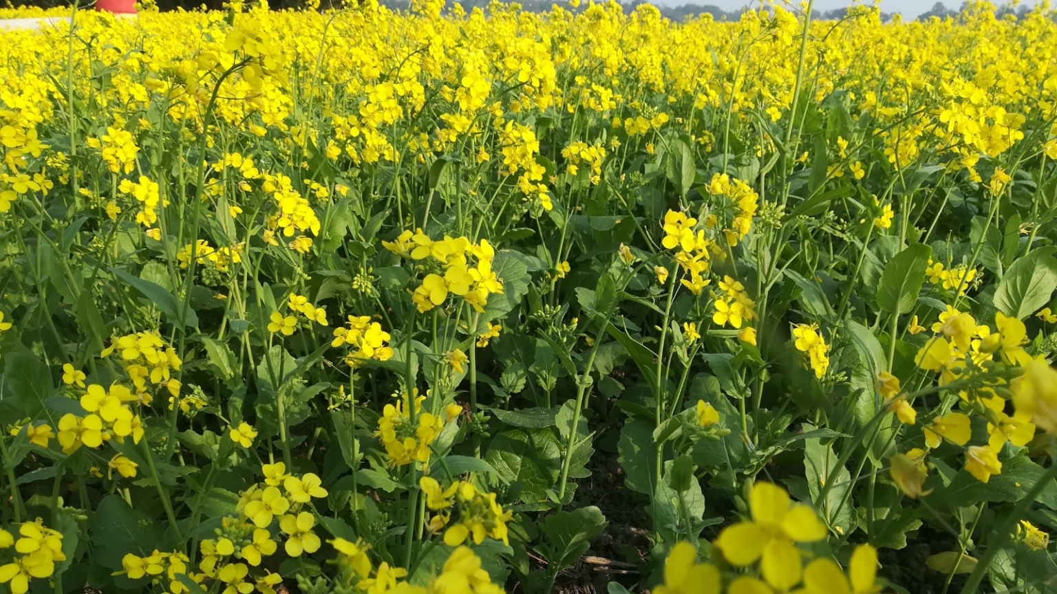 13 Cover Crops You Should Plant in September