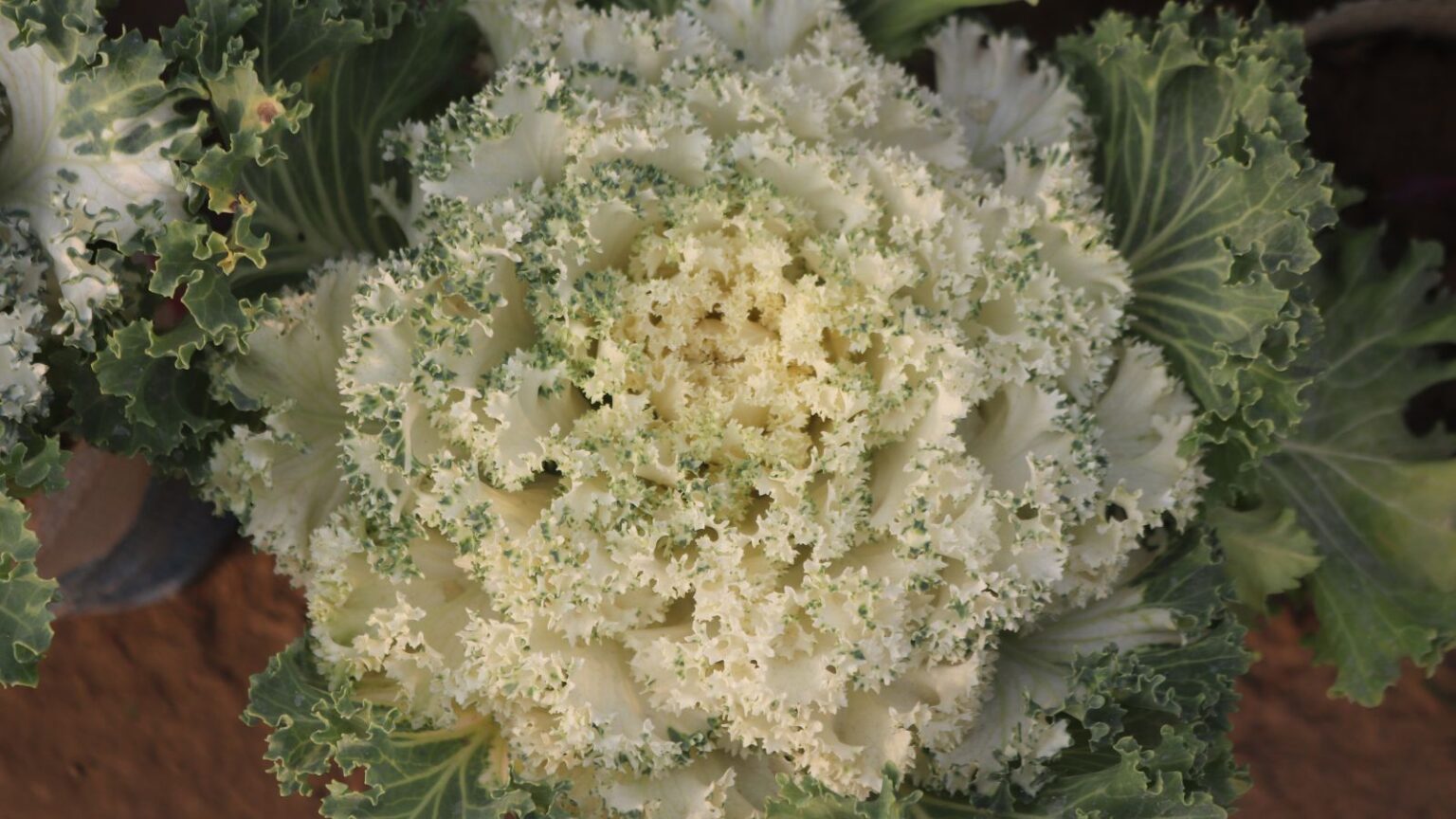 13 Varieties of Ornamental Kale For Your Fall Containers