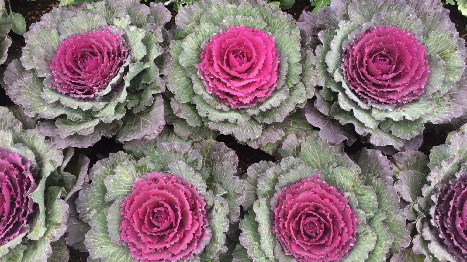 13 Varieties of Ornamental Kale For Your Fall Containers