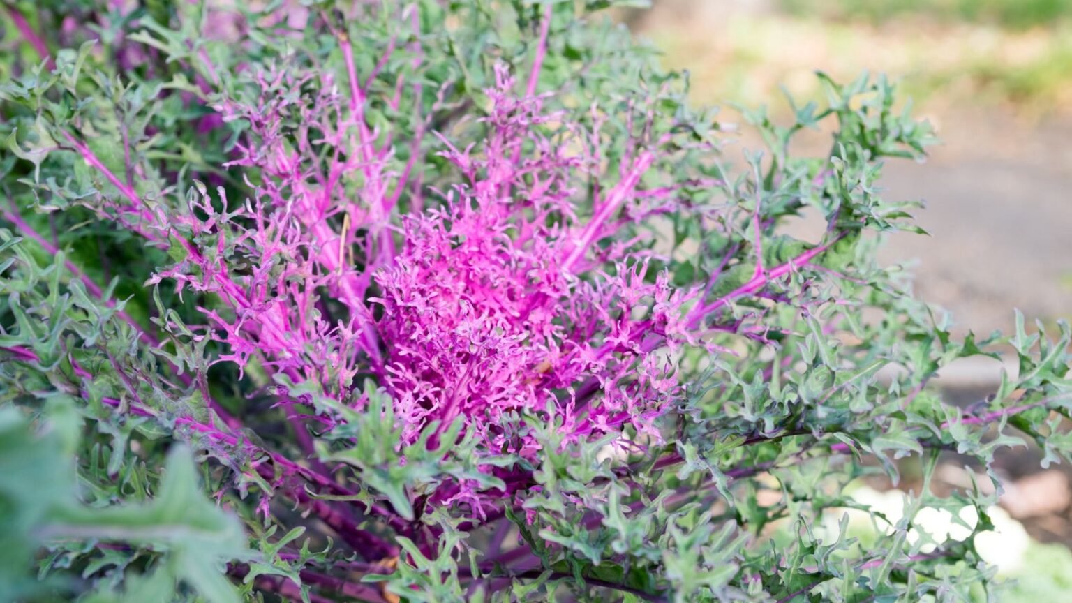 13 Varieties of Ornamental Kale For Your Fall Containers