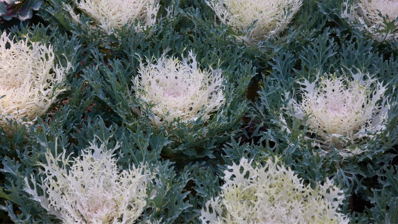 13 Varieties of Ornamental Kale For Your Fall Containers