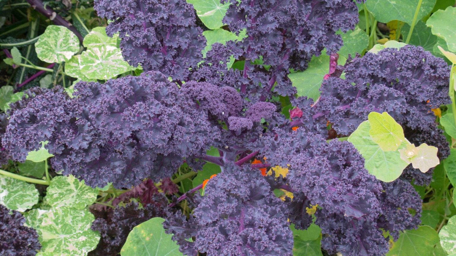 13 Varieties of Ornamental Kale For Your Fall Containers