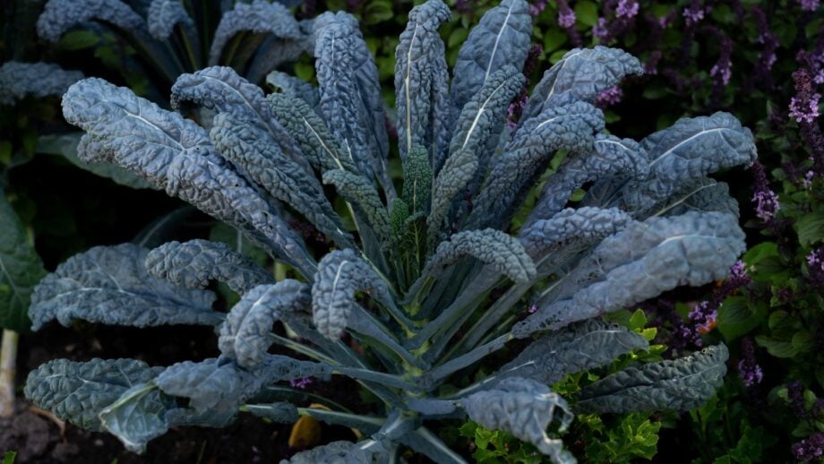 13 Varieties of Ornamental Kale For Your Fall Containers