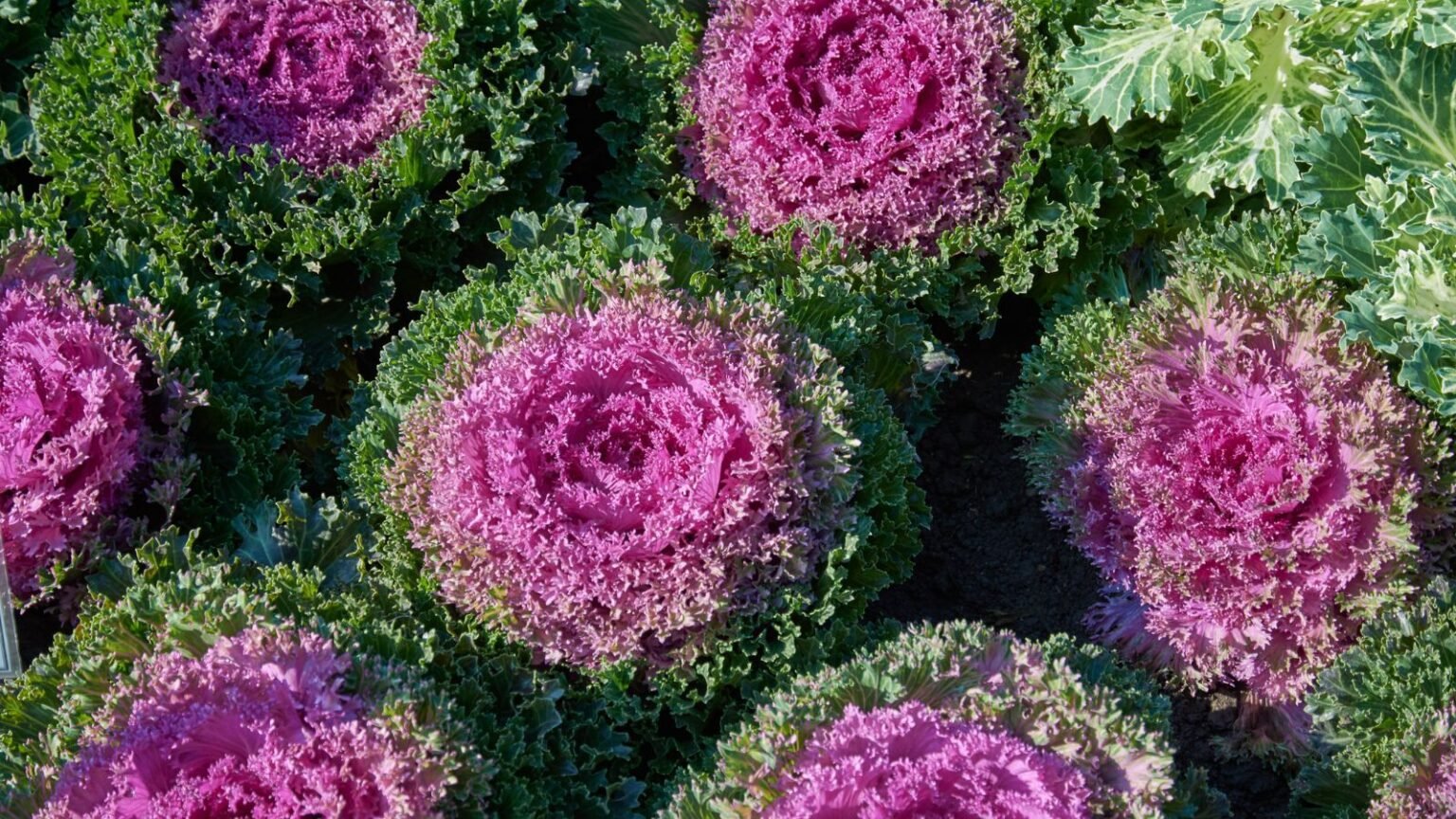 13 Varieties of Ornamental Kale For Your Fall Containers