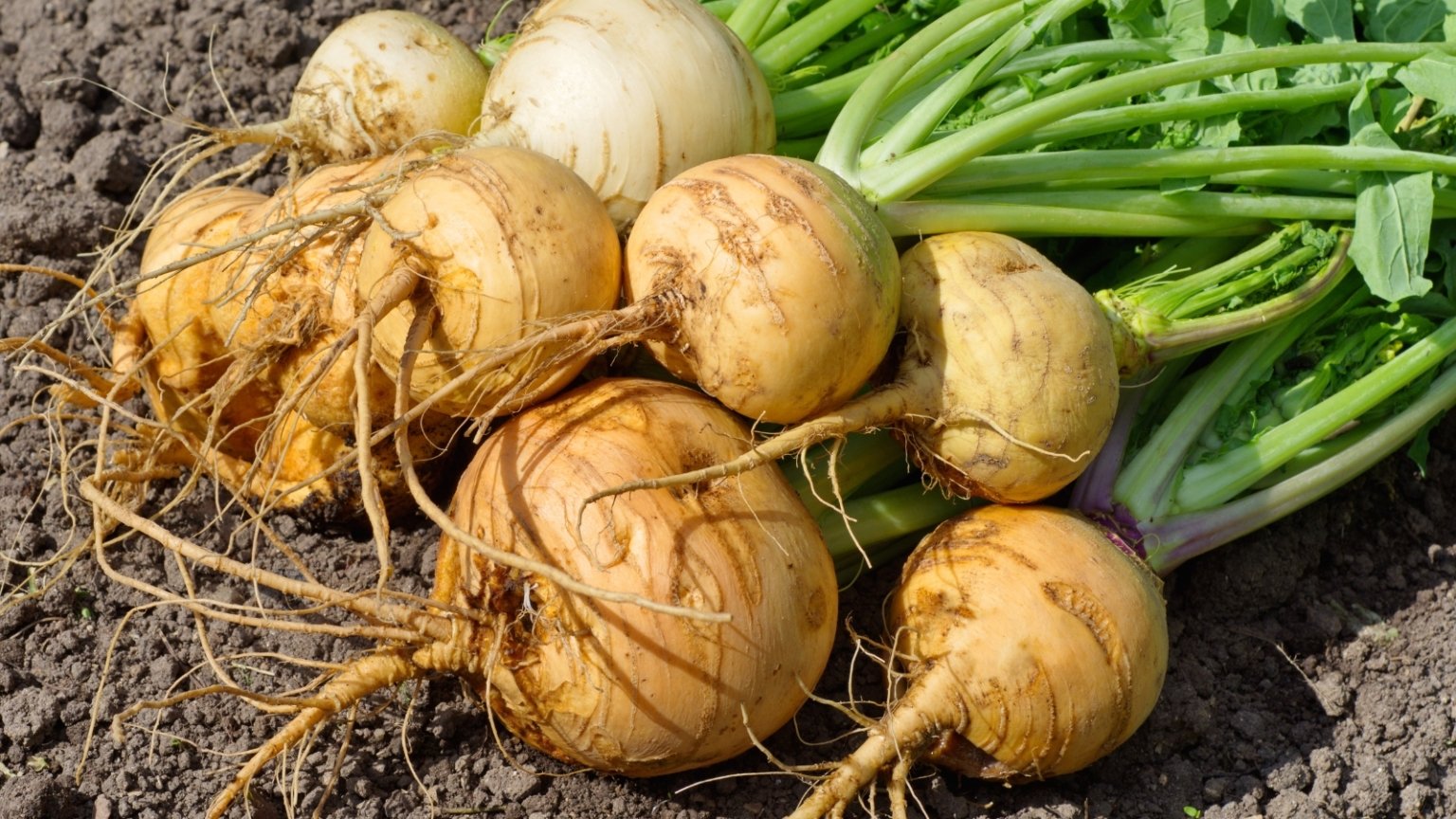 21 Delicious Turnip Varieties for the Fall Garden
