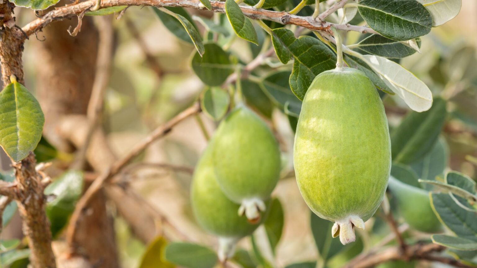 How to Plant, Grow, and Care for Pineapple Guava Tree