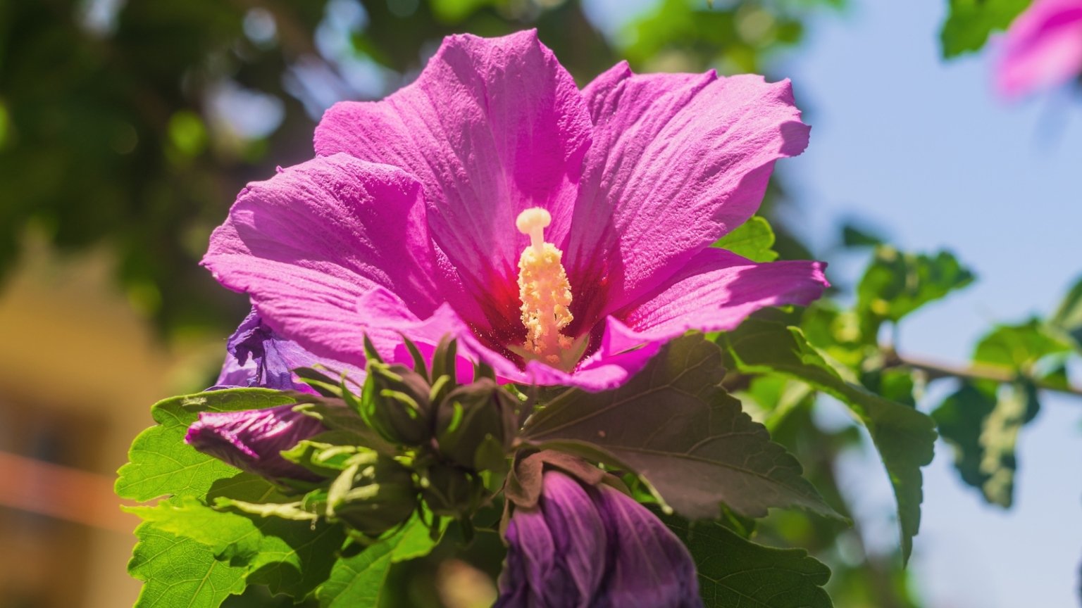 17 Beautiful Rose Mallow Varieties to Plant in September