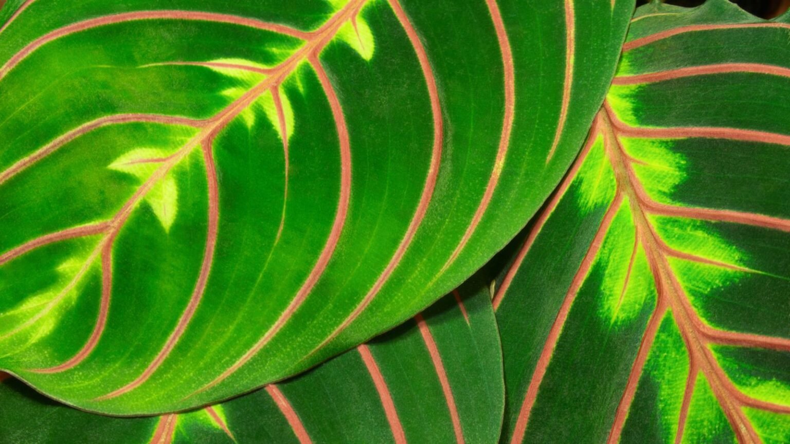 How to Grow, Plant, and Care for Prayer Plants