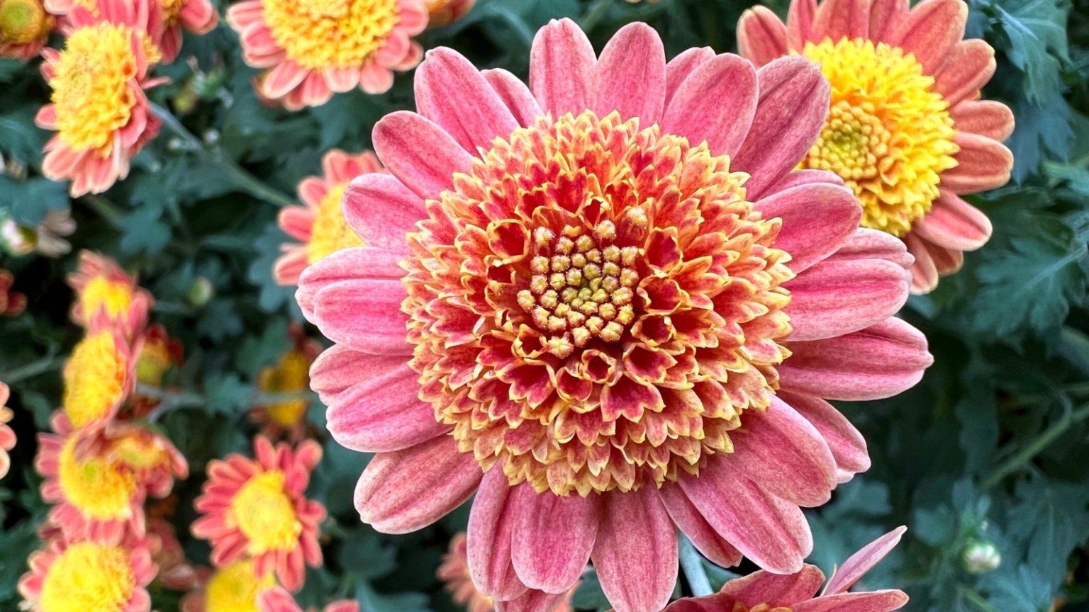 23 Heirloom Chrysanthemum Varieties for the Fall Garden