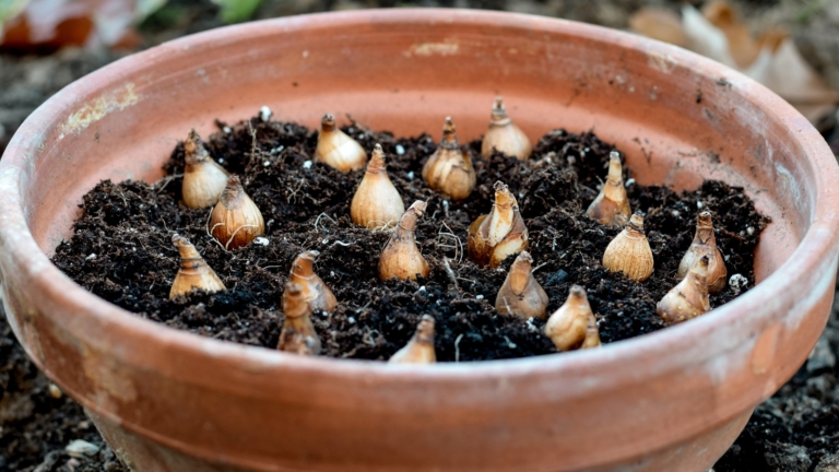 When and How to Plant Snowdrops Bulbs for Early Blooms
