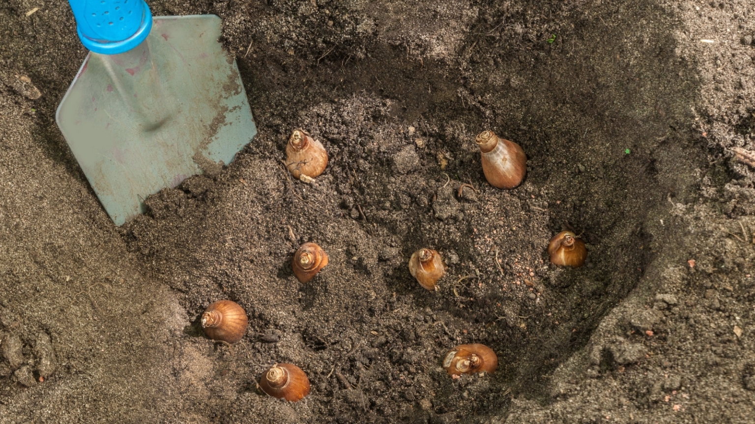 When and How to Plant Snowdrops Bulbs for Early Blooms