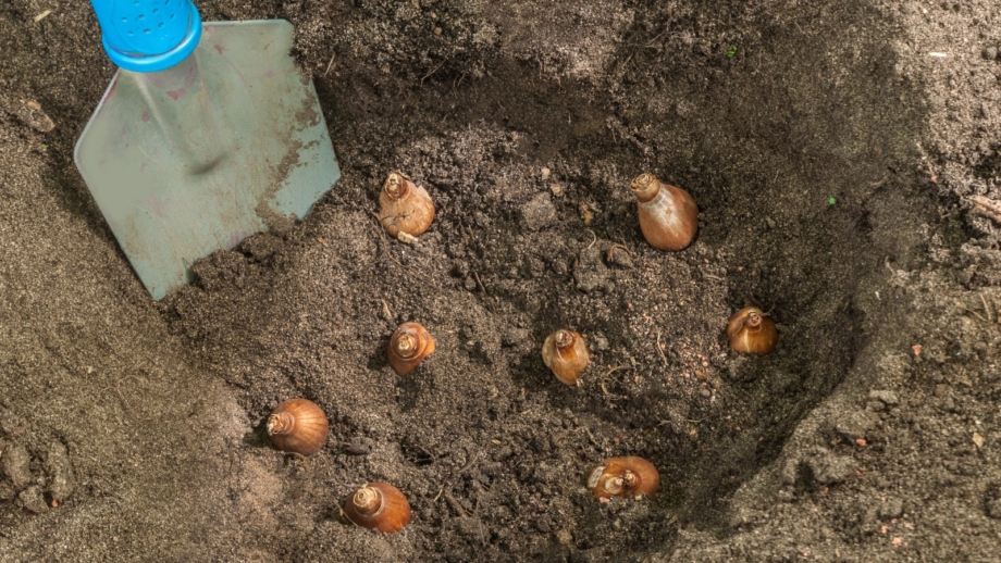 When and How to Plant Snowdrops Bulbs for Early Blooms
