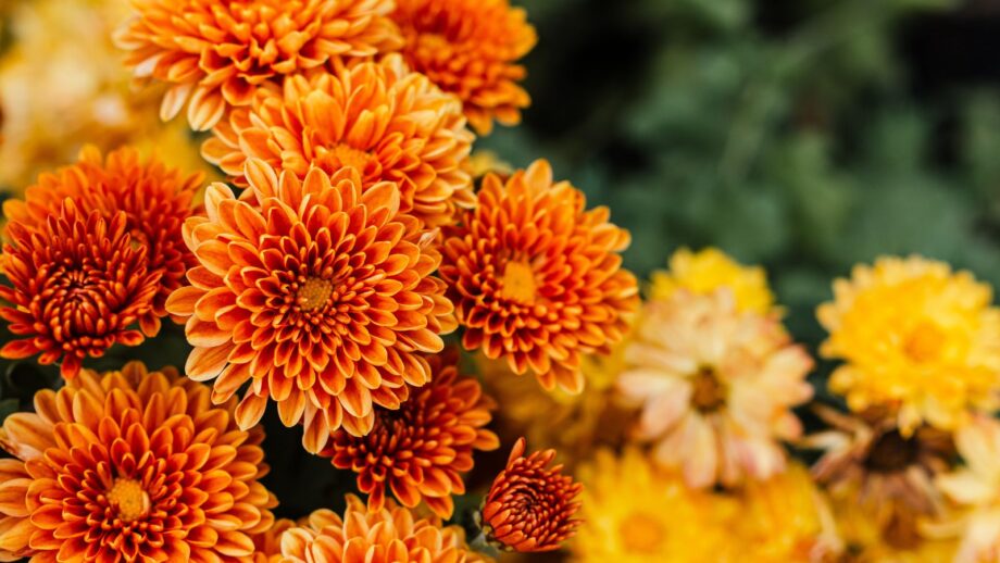 5 Tips for Selecting the Best Mums
