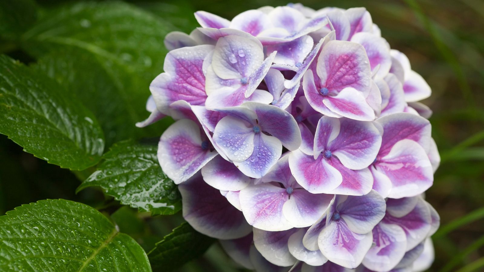 11 Unique Hydrangea Varieties to Plant this Fall
