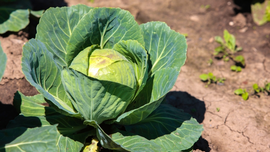 17 Crops You Can Plant in October