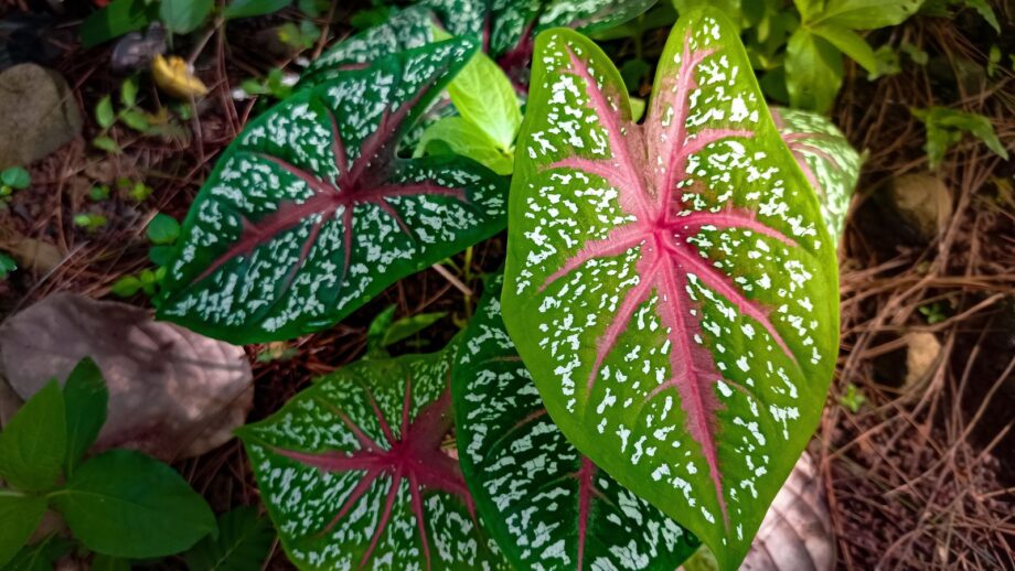 11 Hosta Alternatives For Your Shade Garden