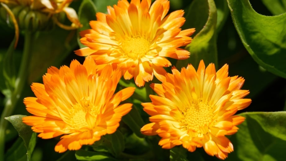 11 Flowers to Plant in Fall for Warm Climate Gardeners