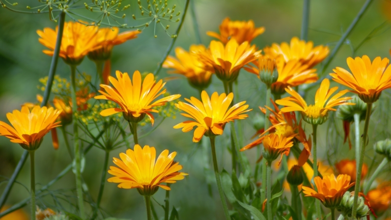 13 Annual Flower Seeds to Plant in September