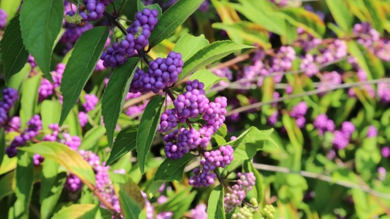 21 Ornamental Plants with Fall Berries