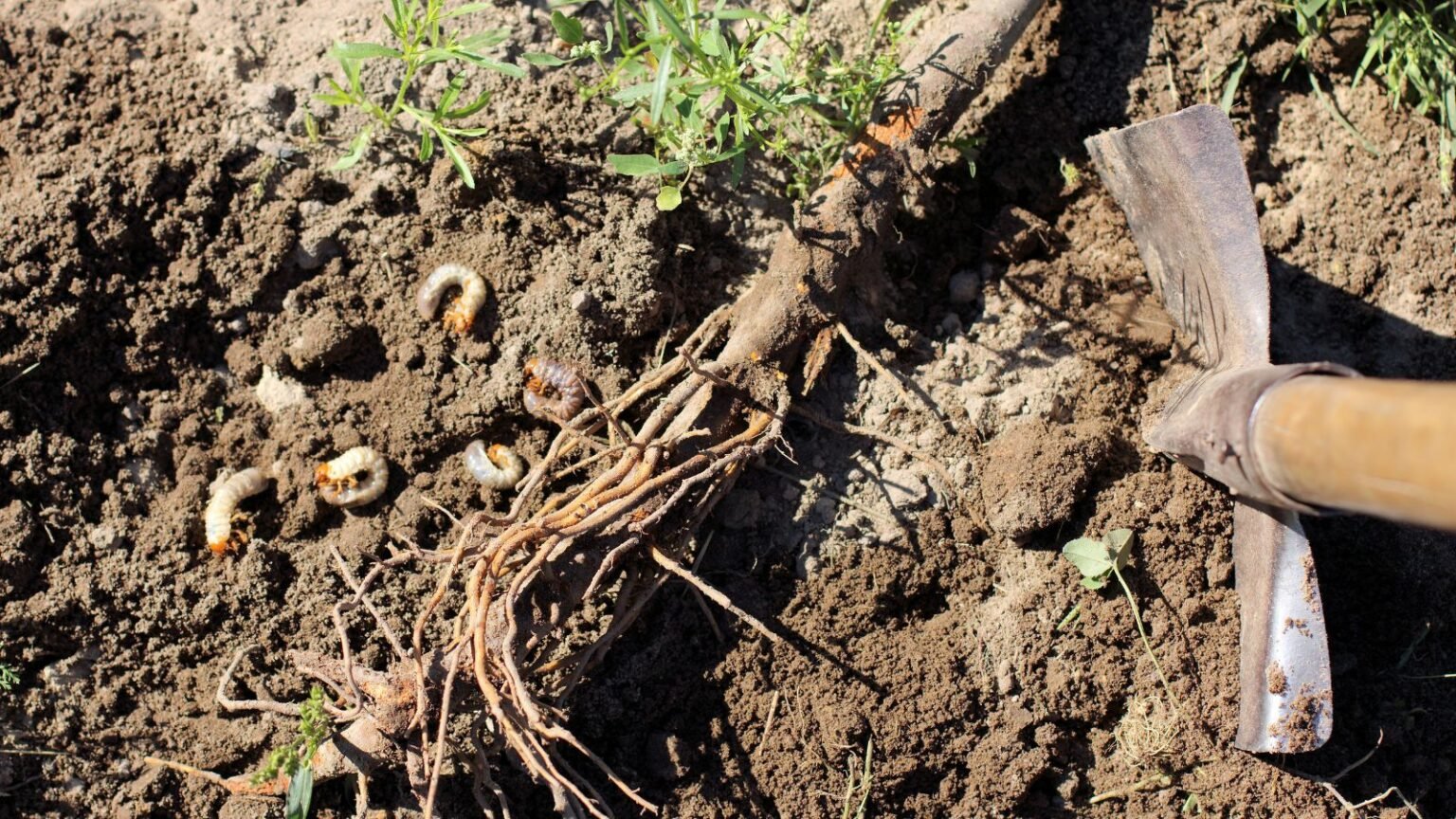 How to Plant, Grow, and Care for Shampoo Ginger