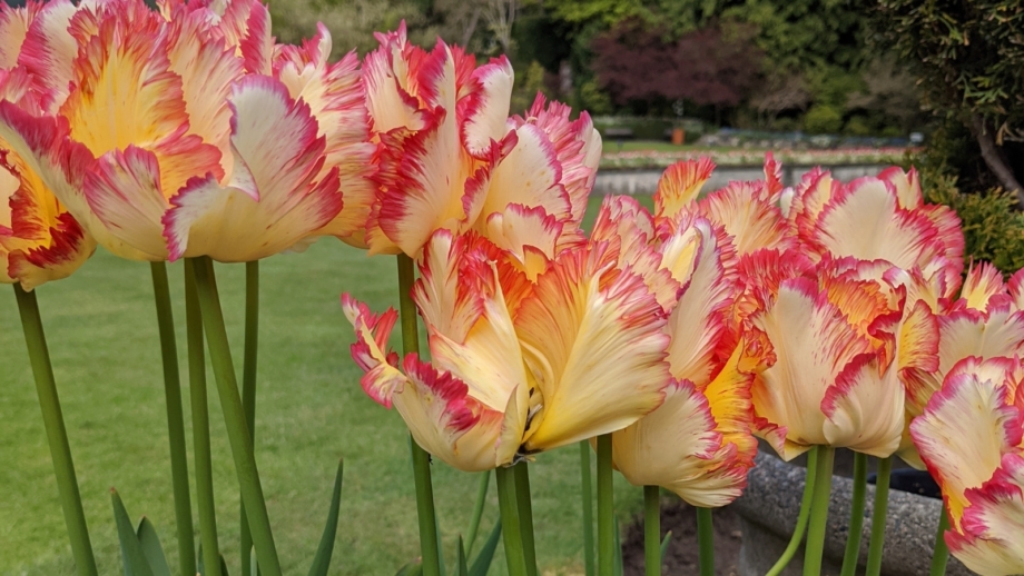17 Showstopping Tulip Varieties to Plant Now