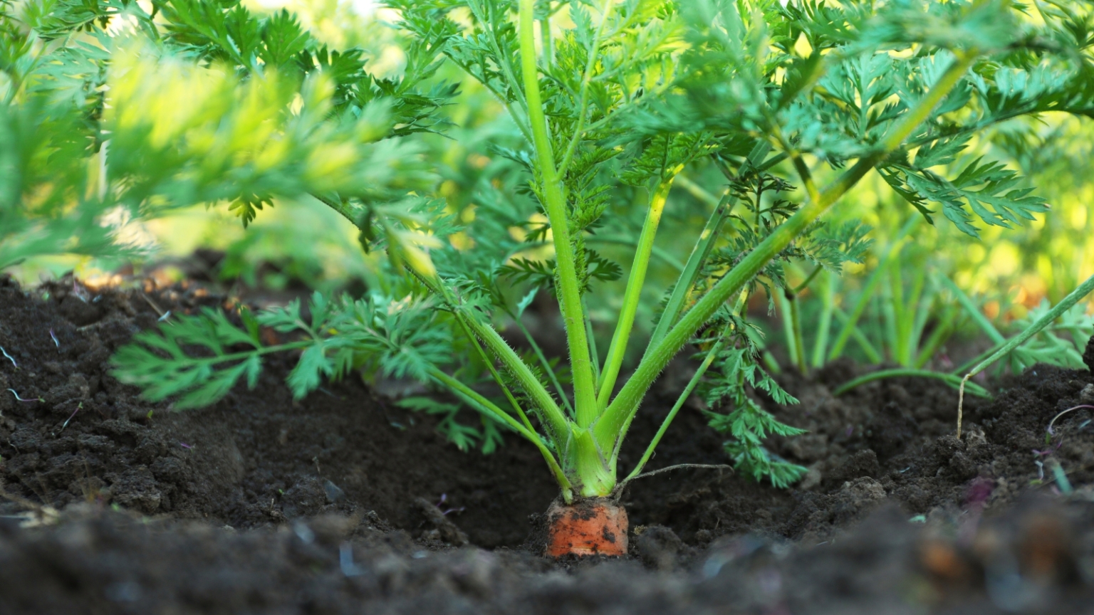 17 Crops You Can Plant in October