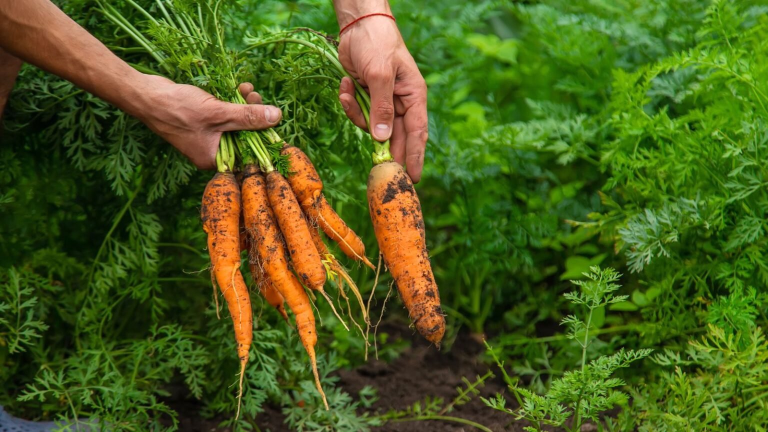 15 Vegetables that Grow in Sun and Shade