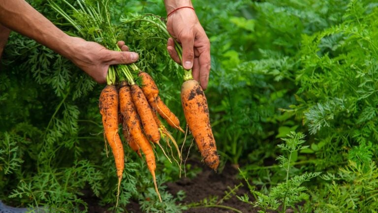 15 Vegetables that Grow in Sun and Shade