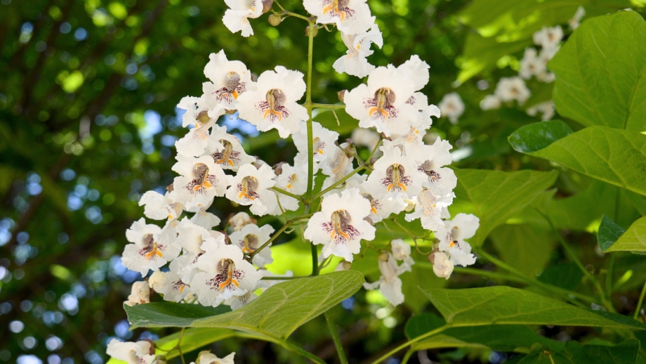 15 Trees to Plant in September