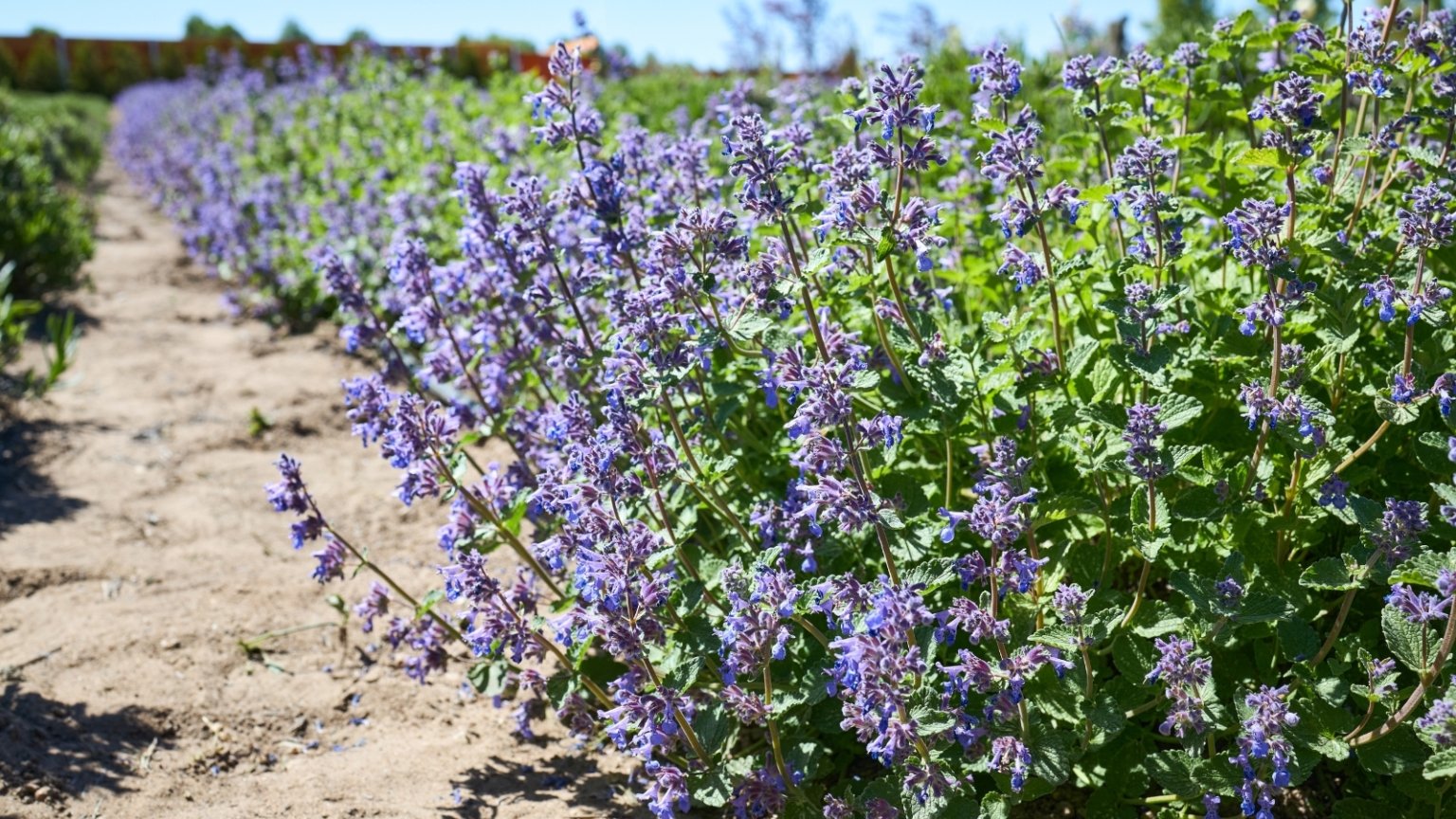 25 Perennials to Cut Back in October