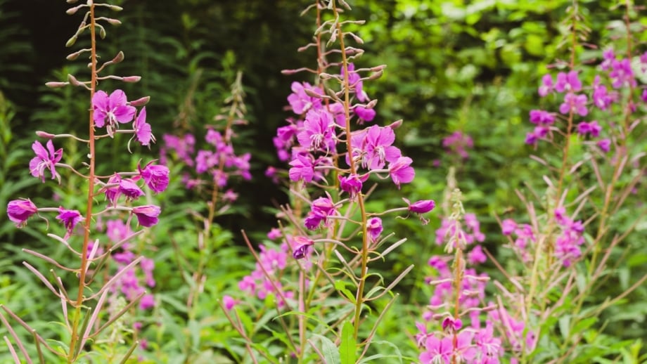 23 Native Seeds that Require Cold Stratification to Plant in Fall