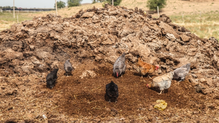 11 Amendments to Add To your Soil in September for a Healthy Garden