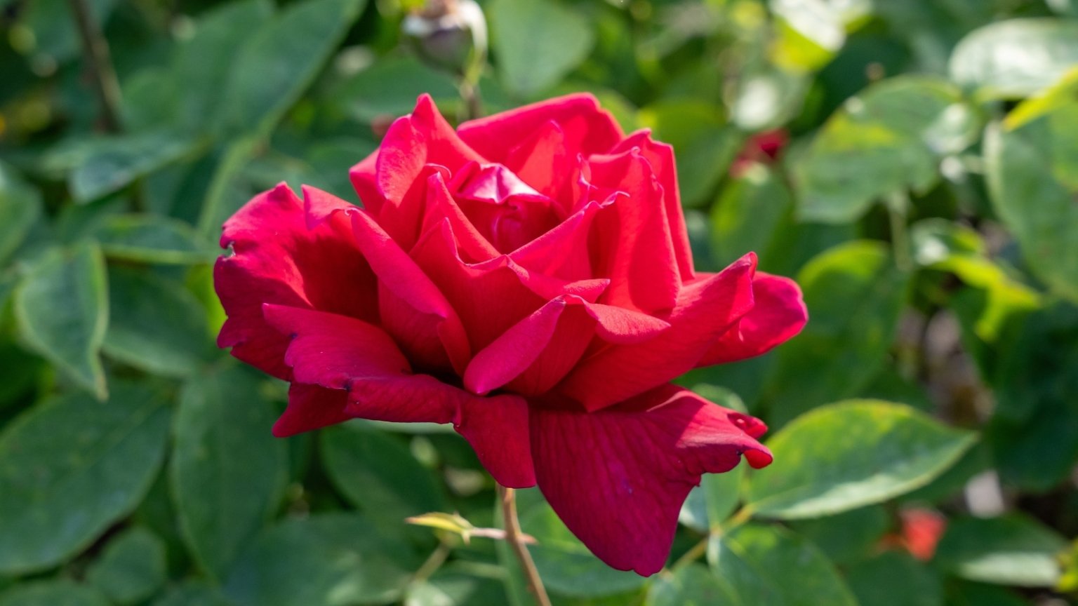 15 Most Popular Roses of All Time