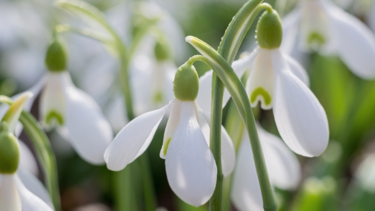When and How to Plant Snowdrops Bulbs for Early Blooms