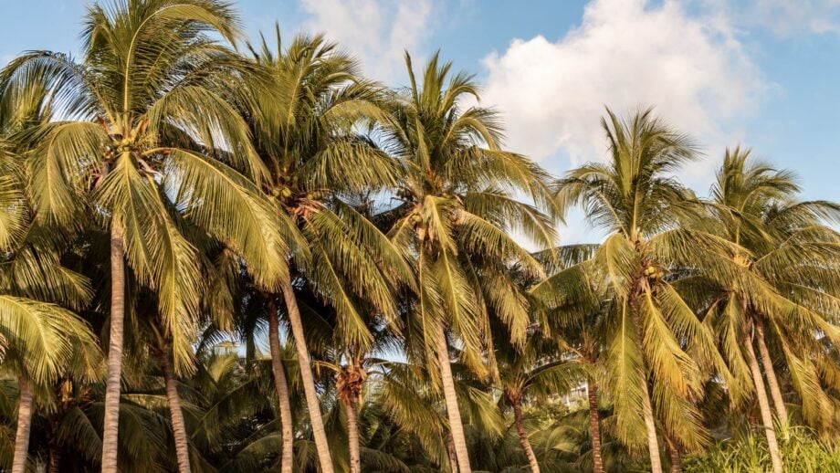 California Palm Trees: 15 Types That Grow Well in California
