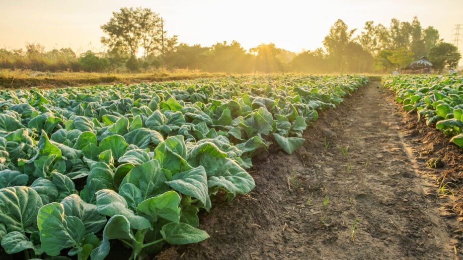 15 Vegetables that Grow in Sun and Shade