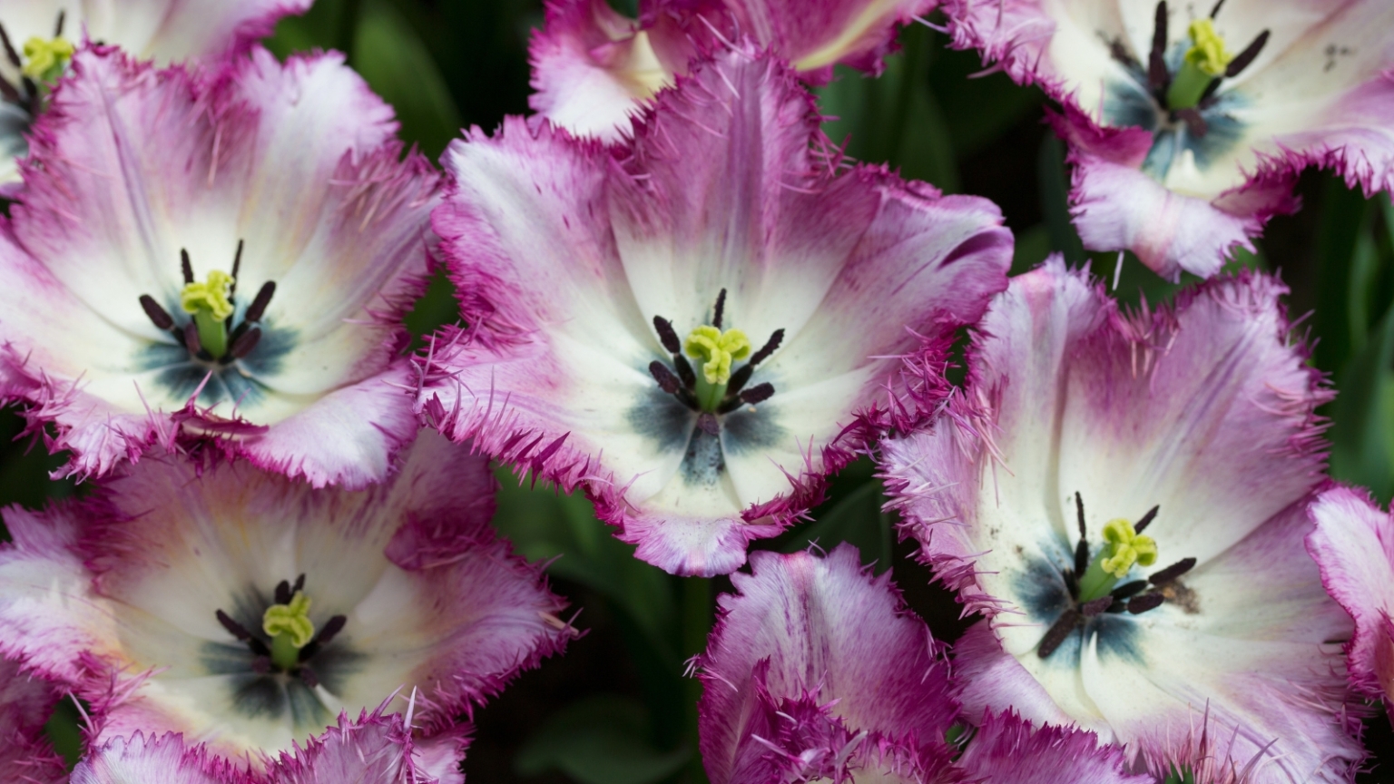 17 Showstopping Tulip Varieties to Plant Now