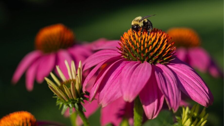 15 Plants That Provide Essential Nectar for Pollinators in Fall