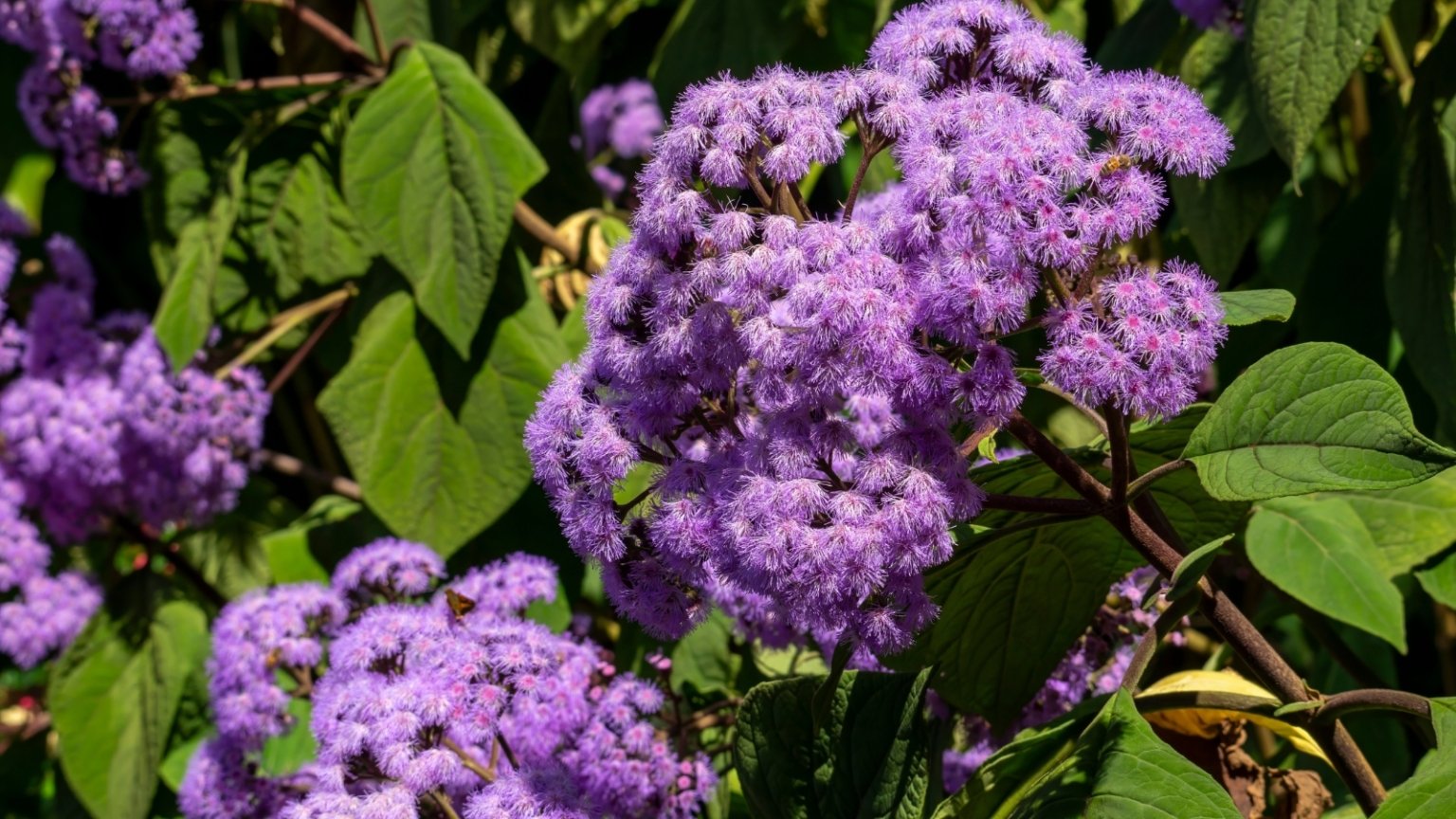 23 Native Seeds that Require Cold Stratification to Plant in Fall