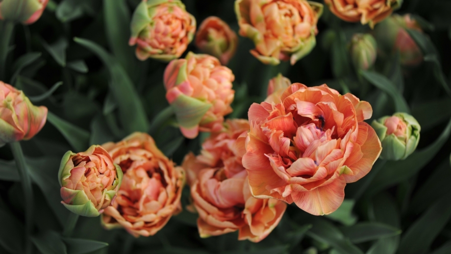 17 Showstopping Tulip Varieties to Plant Now