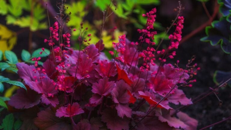 11 Hosta Alternatives For Your Shade Garden