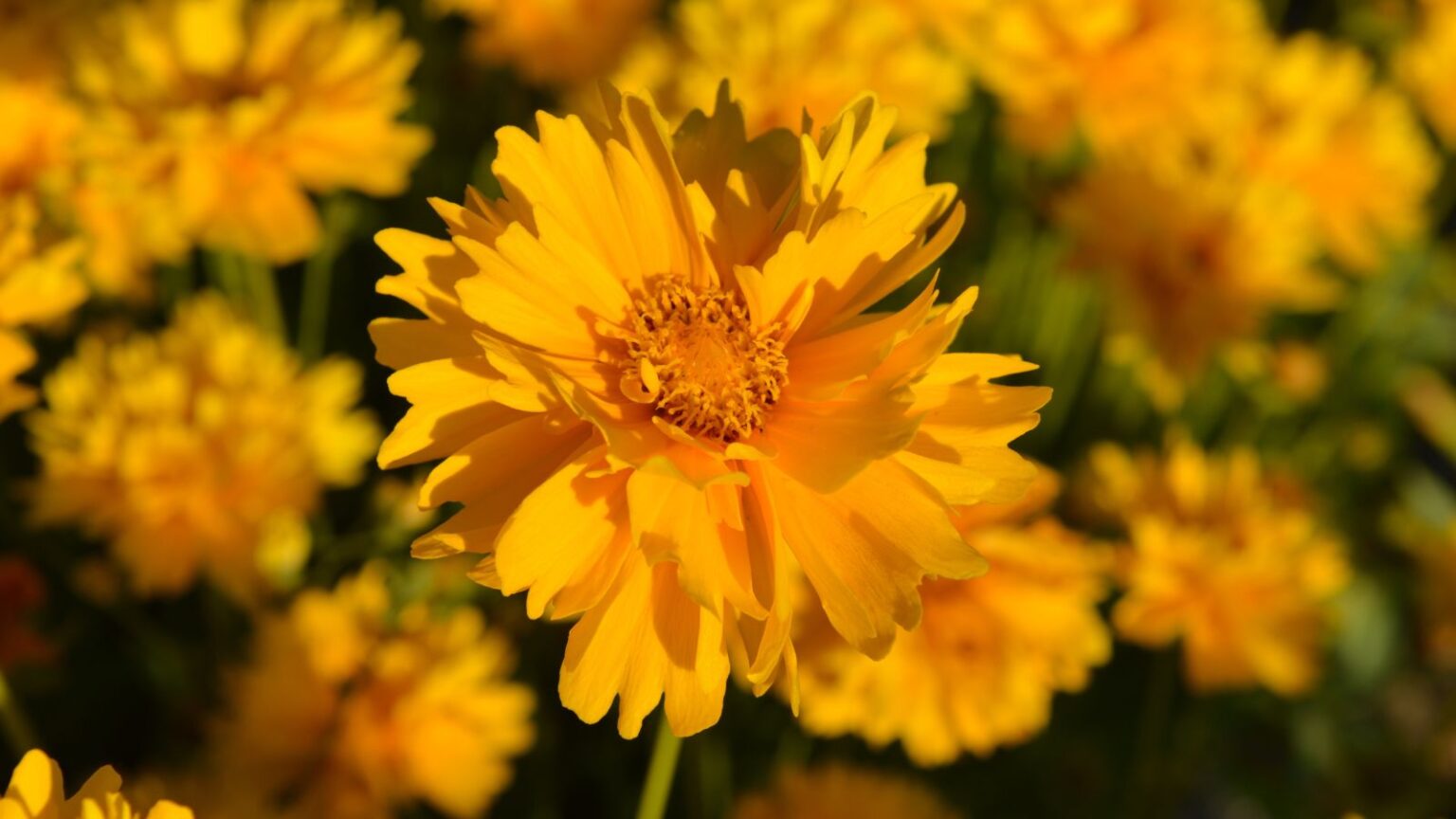 15 Plants That Provide Essential Nectar for Pollinators in Fall