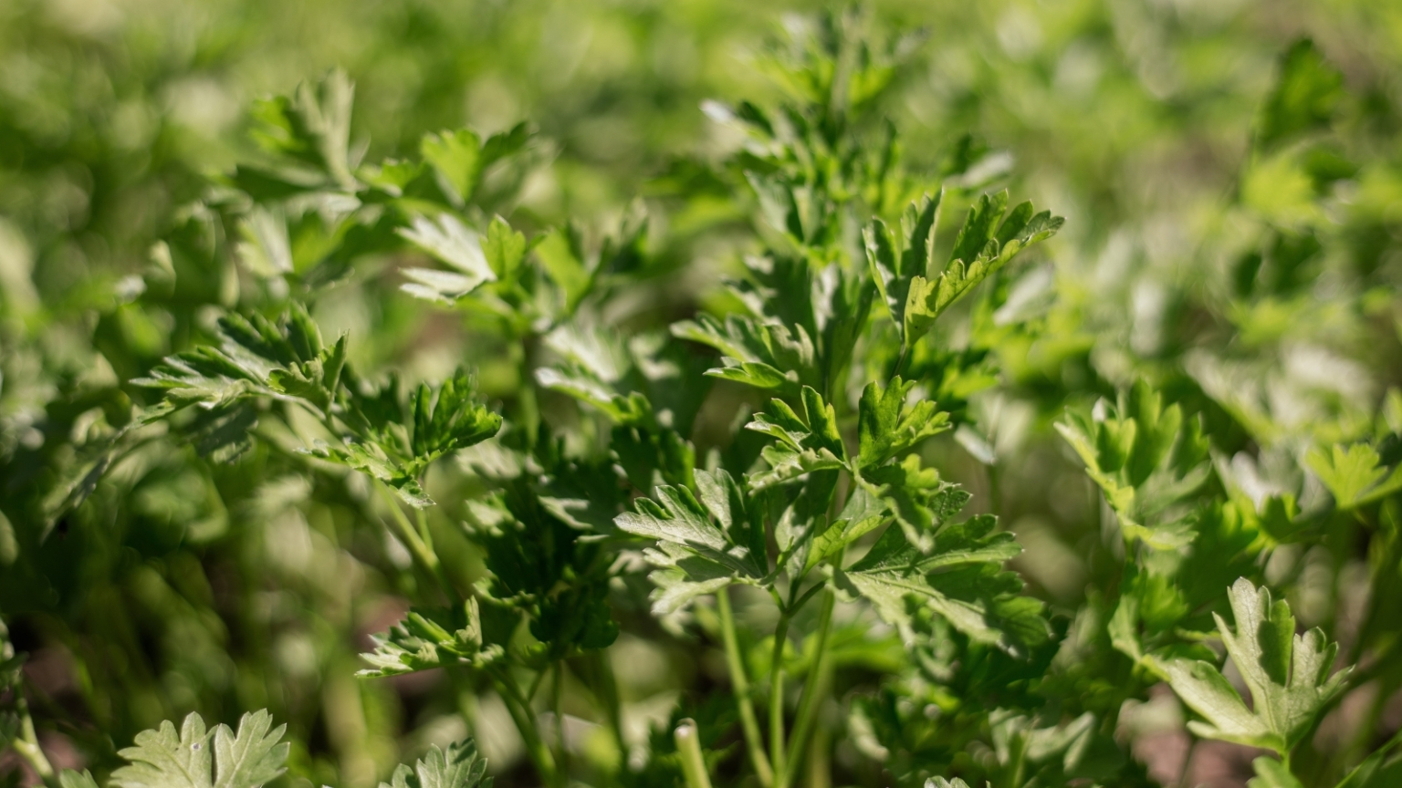 19 Herbs That Thrive in the Fall