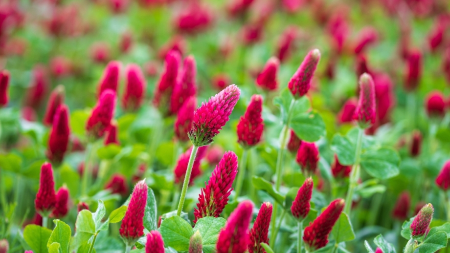 11 Flowers to Plant in Fall for Warm Climate Gardeners